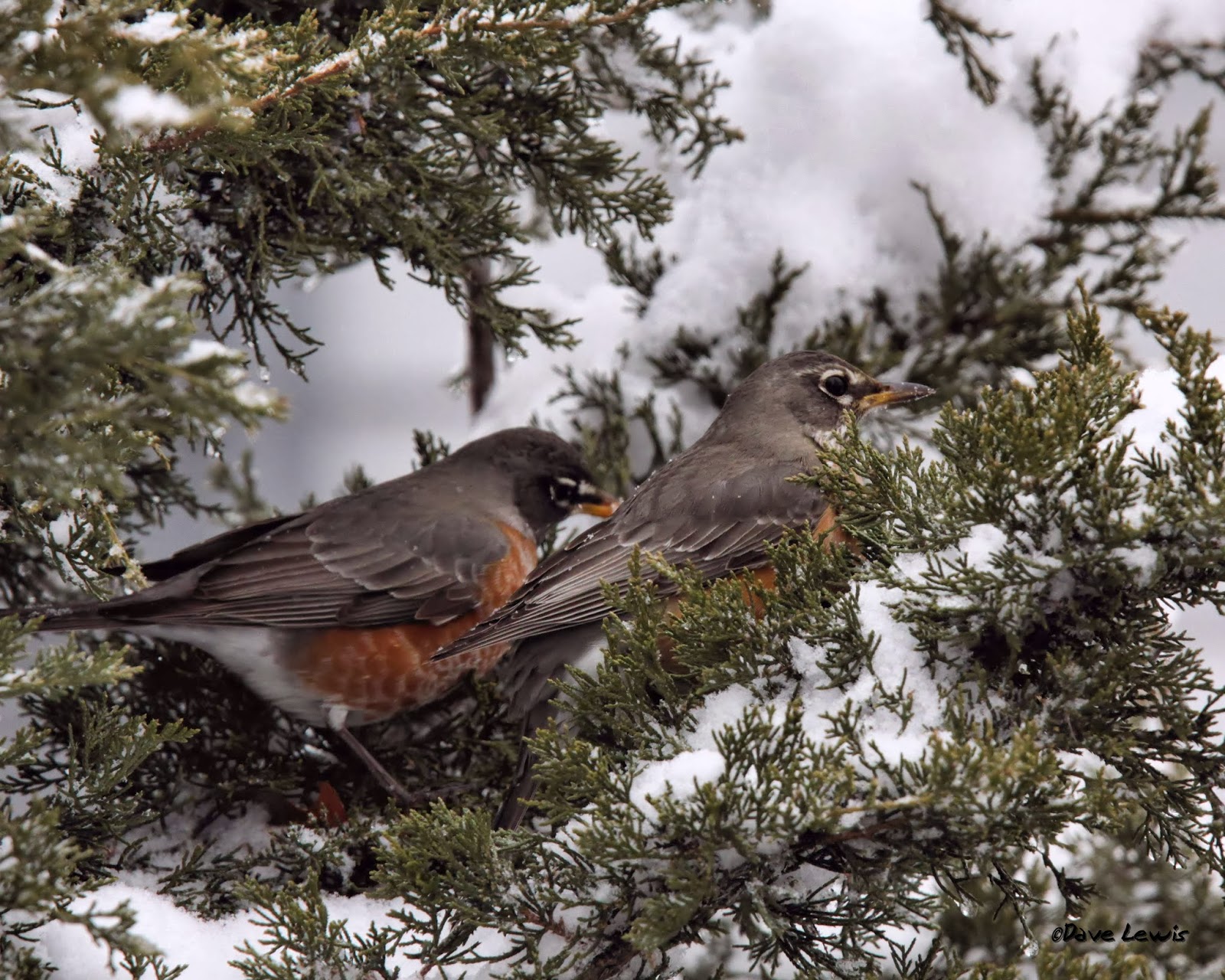 Birds from Behind : Ding Dong, The King Has Gone!...