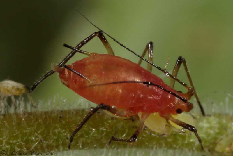 Pleurothallidinae: - RAVAGEURS : Les pucerons et thrips.