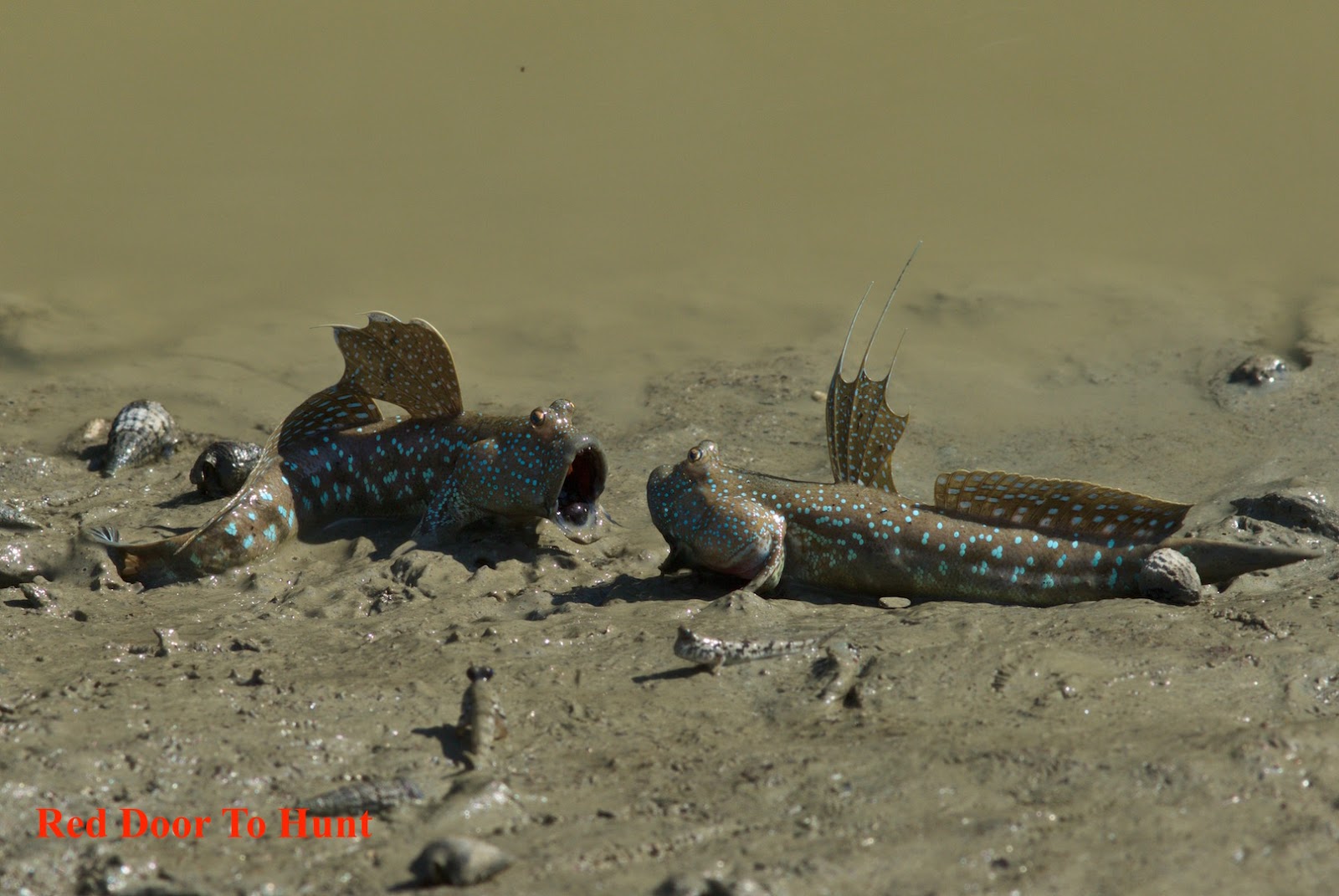RED Door To Hunt: Pertarungan Ikan Tembakul/ Ikan Belacak ...