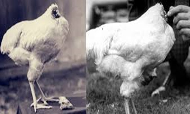 A bizarra história de Mike, o frango que sobreviveu 18 meses sem cabeça ...