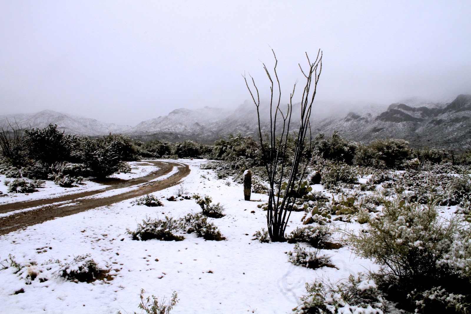 Sonoran Connection: Winter Comes to Tucson Arizona