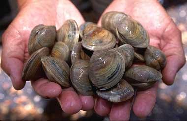The Yankee Chef ® : FYI on Clams