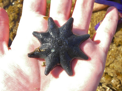 Real Monstrosities: Carpet Sea Star
