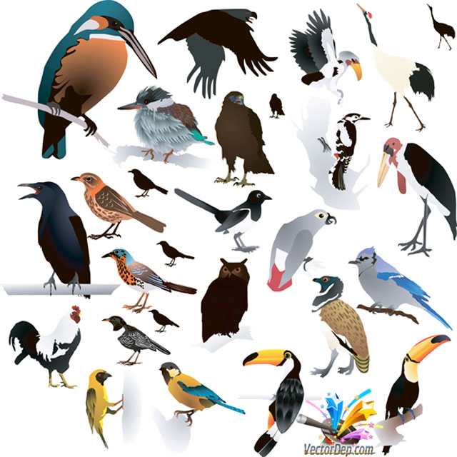 Vector Free Download: Bộ sưu tập Chim Vector