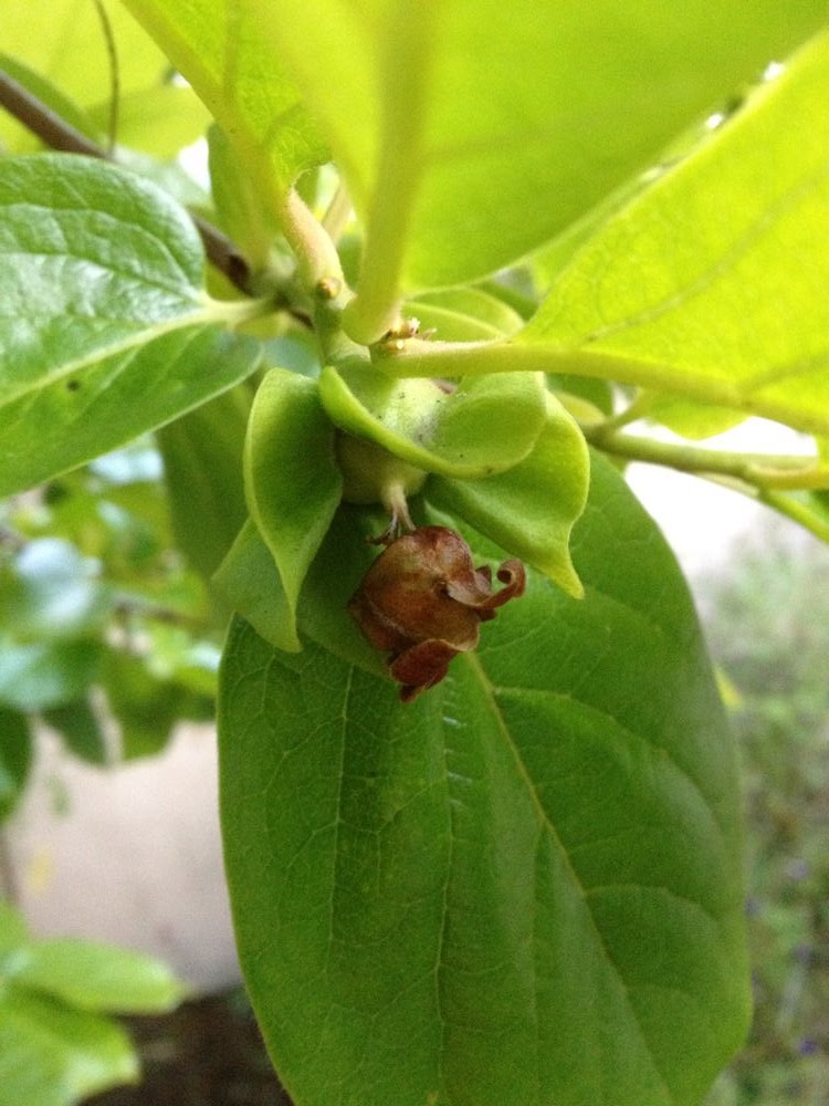 Kumquat, Sugar and Pixels: Fuyu Persimmon Flower