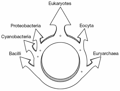 The Genealogical World of Phylogenetic Networks: Is the Ring of Life a ...