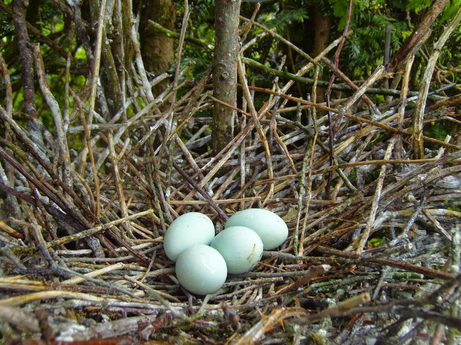 Dublin Bay Birds Project: Colour-ringed Little Egret