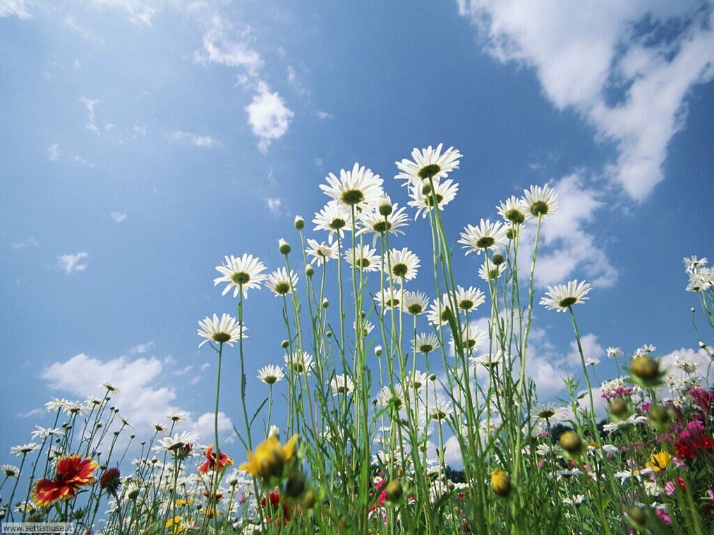 ARTE E NATURA: un legame indissolubile: FIORI DI CAMPO - FIELD FLOWERS ...