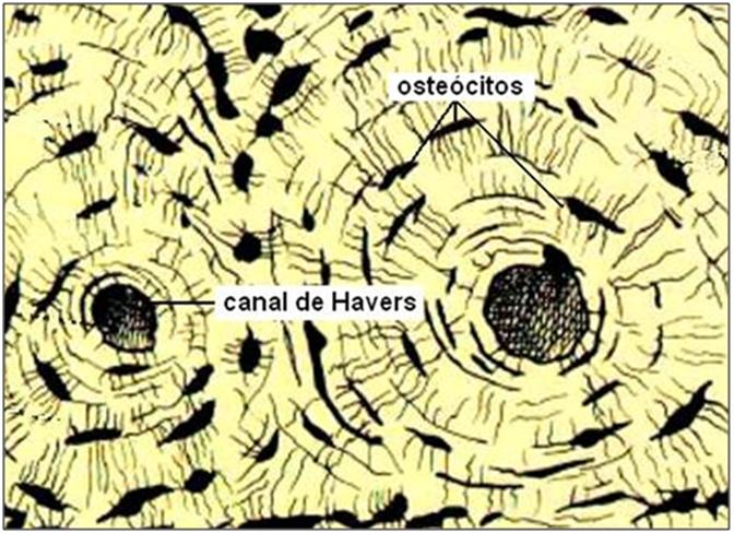 Blog de Biologia: HISTOLOGIA