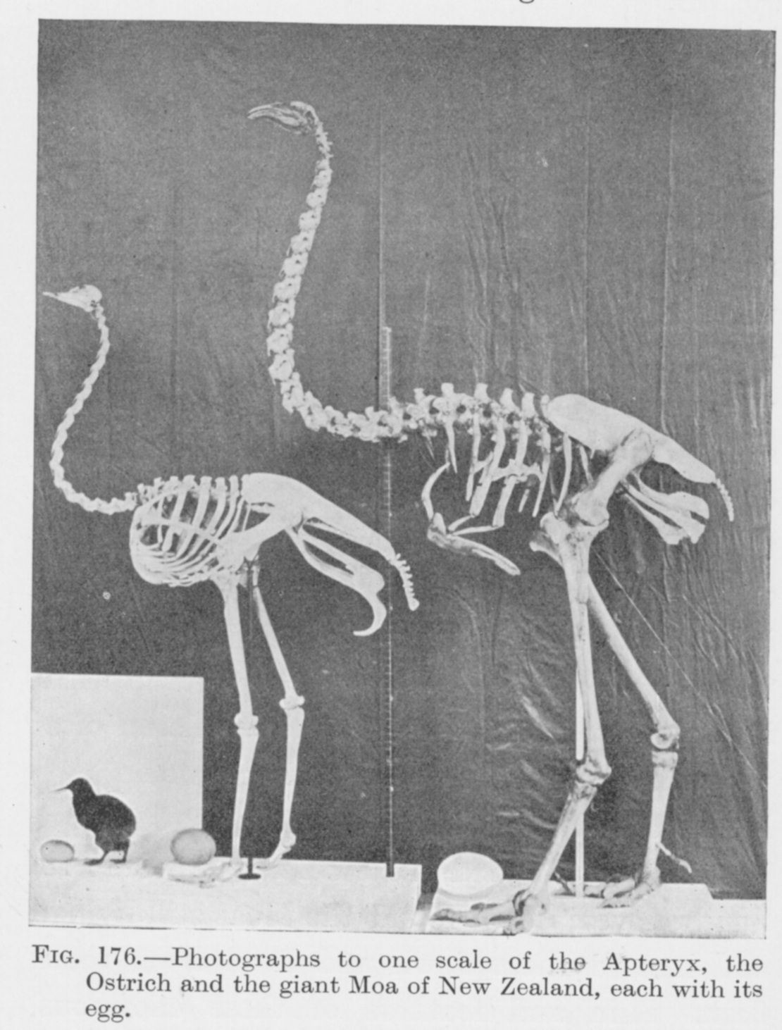 Moa,burung Raksasa yang telah punah | Meraih Ilmu Syar'i