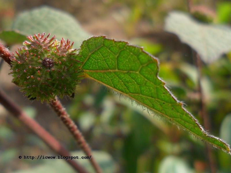 Caesarweed - Urena lobata