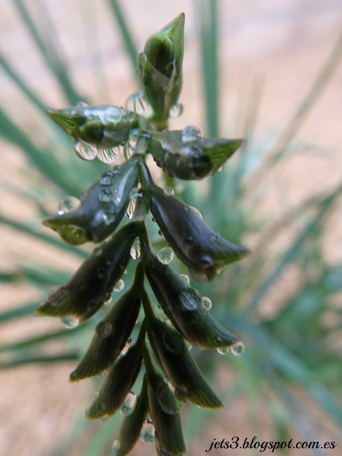 Freesia (Fresia, Fresilla)