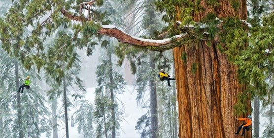 Eichenland: Hyperion - A árvore mais alta do mundo (115,6 metros).