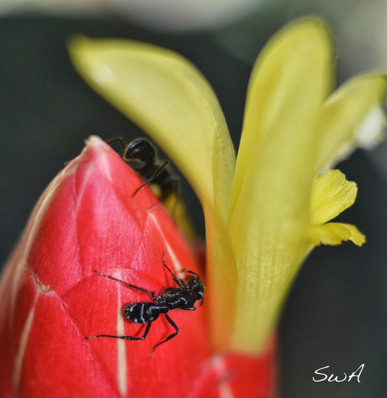 Tropical Biodiversity - Santarém - Pará - Brasil: Ants on ginger