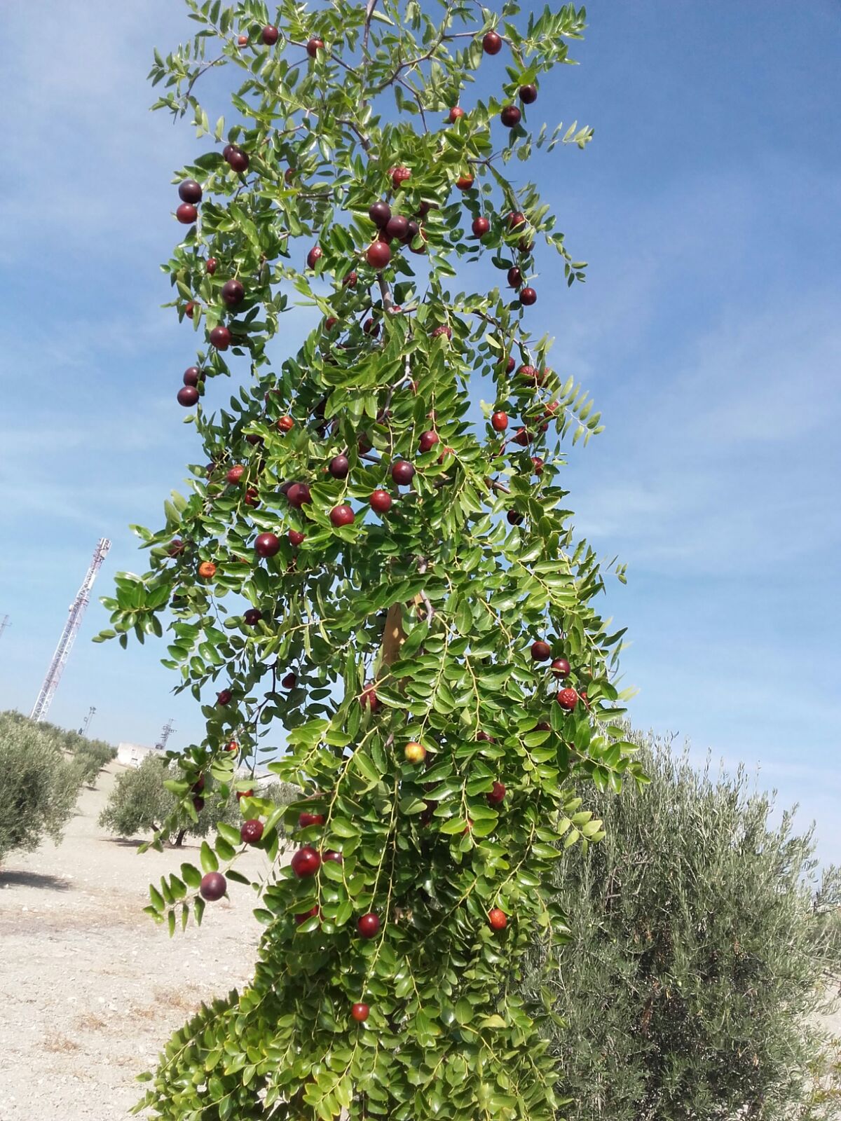 Un huerto en Fuerte del Rey: AZUFAIFOS