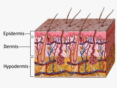 Medi BizTV: Skin layers Contamination