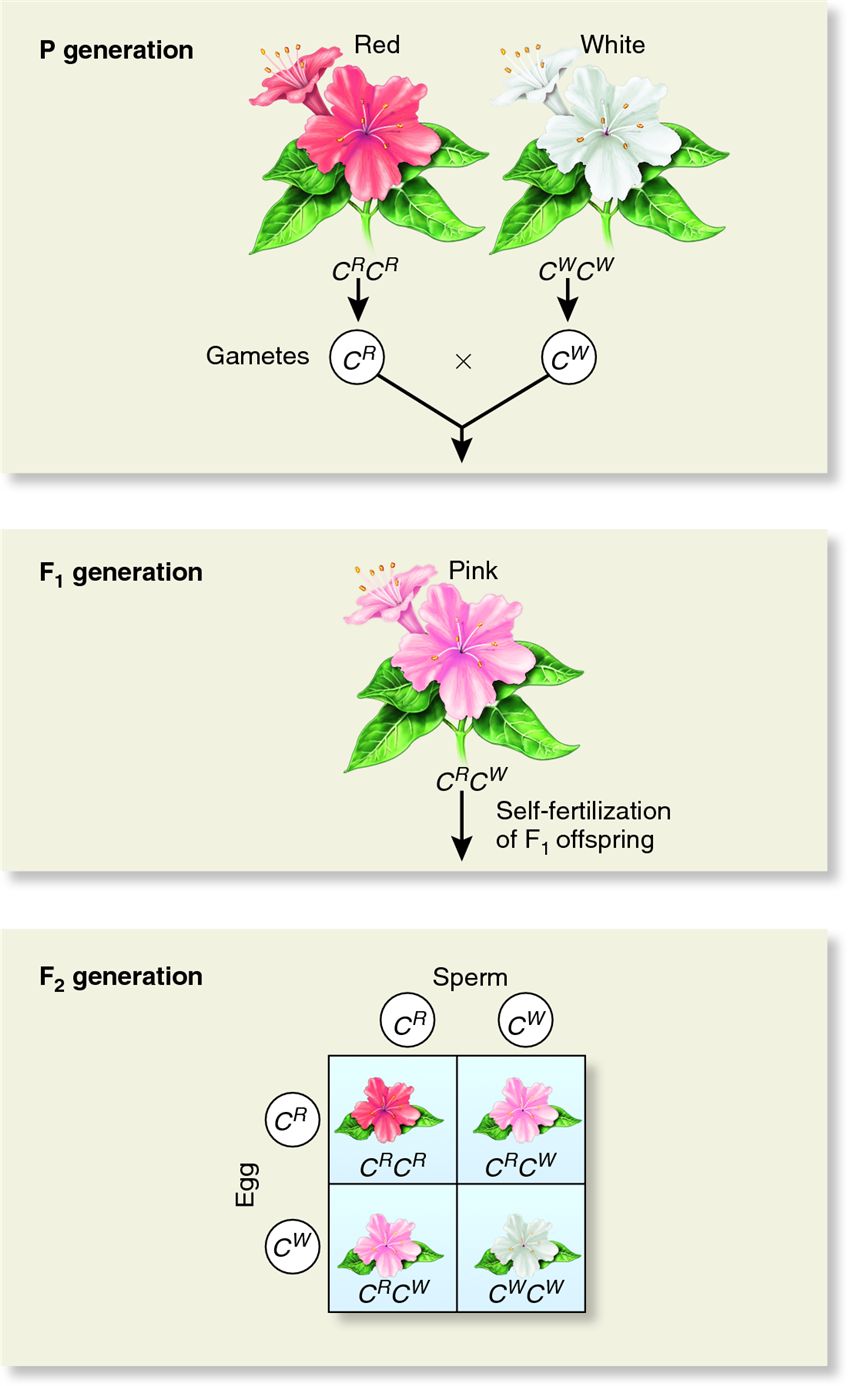 Ms. Mora's Biology Blog: INCOMPLETE DOMINANCE, CODOMINANCE, SEX LINKED ...
