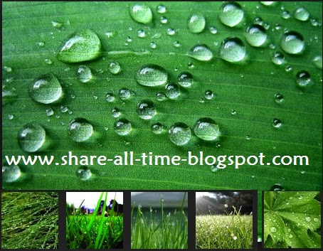 Bagaimana Proses Terbentuknya Embun Pagi?