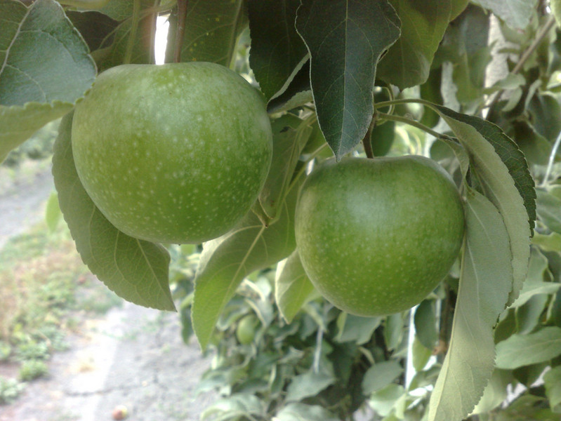 ARNAVUTKÖYLÜ POMAK ELMACI: BODUR ELMA RESİMLERİ-2