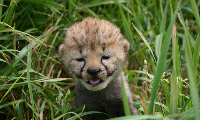 Cute!: Baby Cheetah!