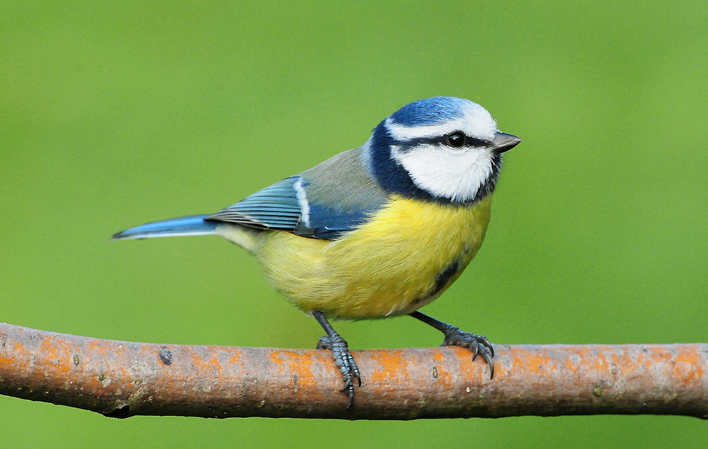 Jozef van der Heijden - Natuurfotografie: De Zwarte mees in de tuin
