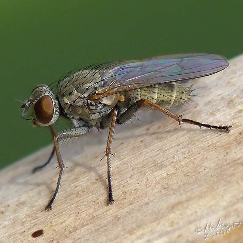 Biodiversidad Costa Granadina y ... (Fauna): Lispe pygmaea