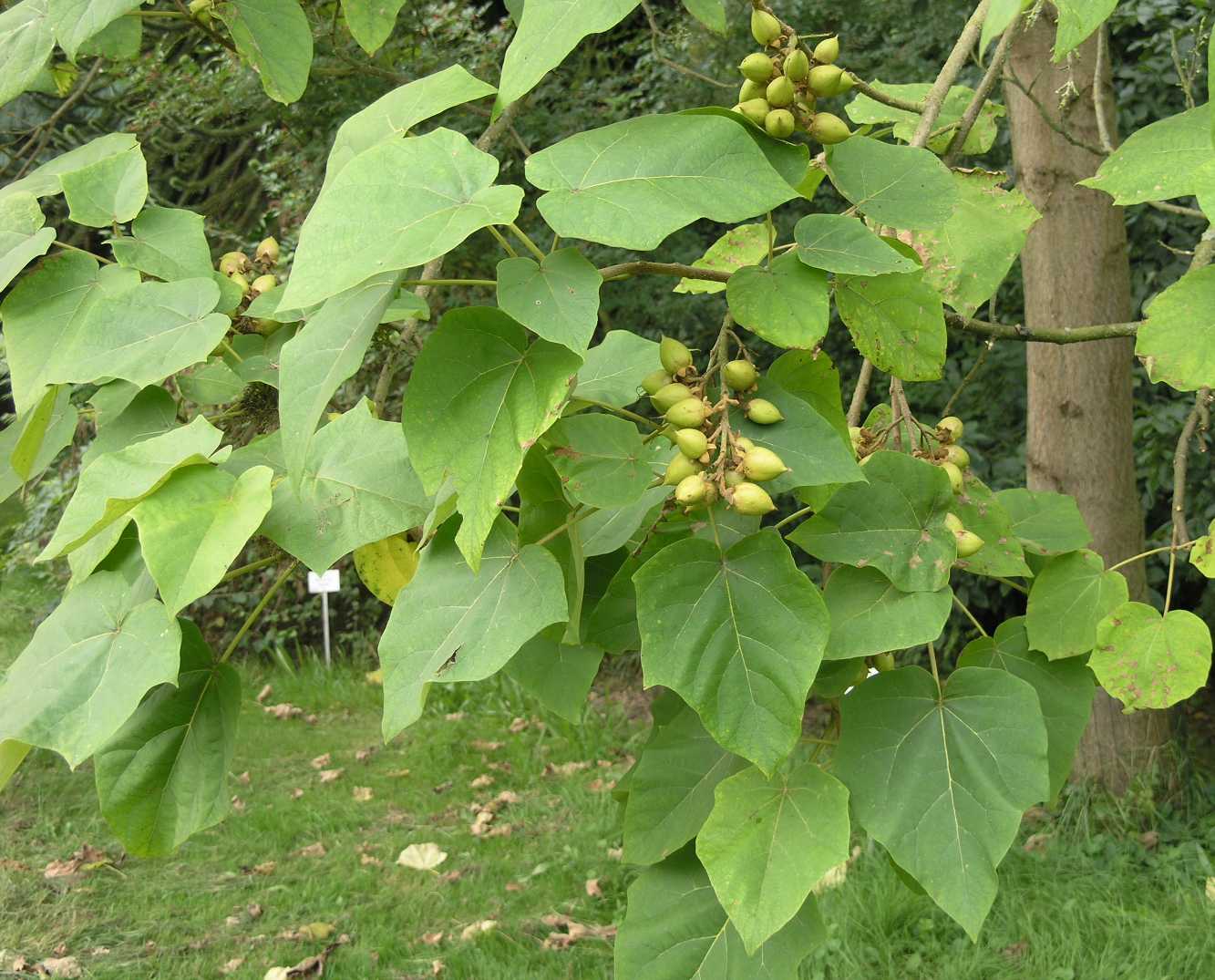 PLANTATII PROFITABILE LA CHEIE: La ce este folosita biomasa din PAULOWNIA?