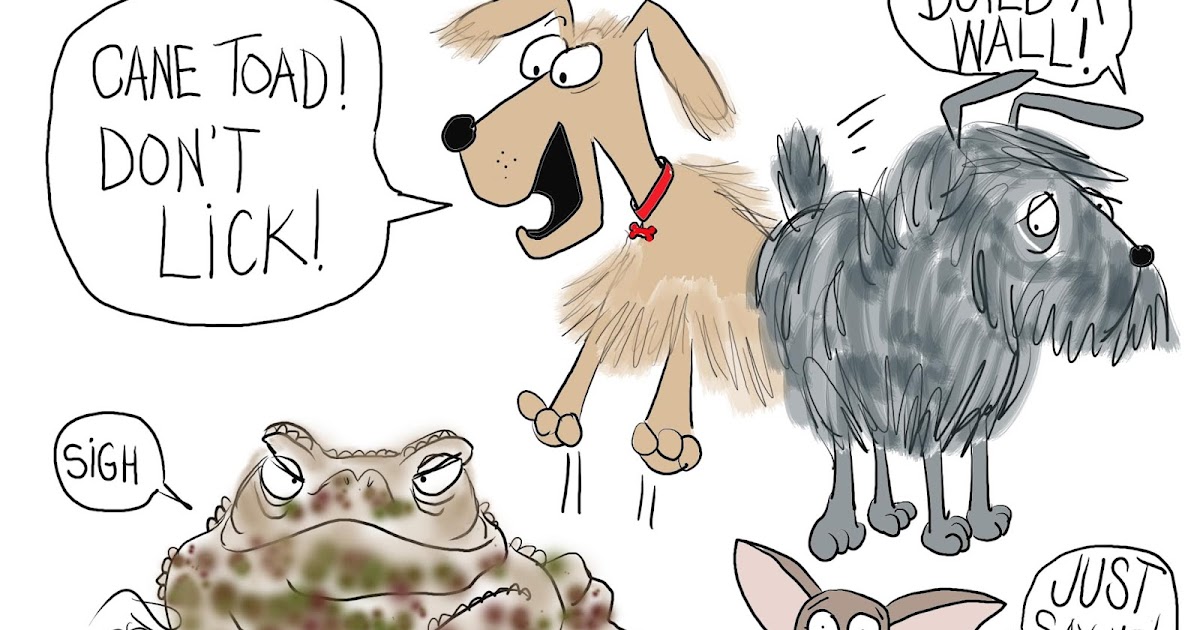 DoinMyToons: Cane Toad Invasion