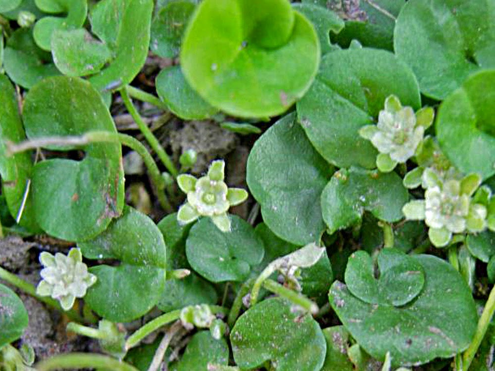 Argentina nativa: Oreja de ratón (Dichondra microcalyx)