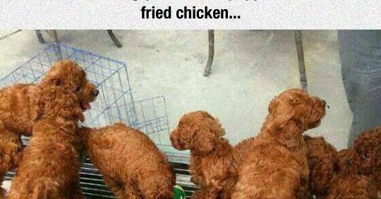 The BLOG: Fried Puppies?