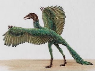 fenomena: Archaeopteryx