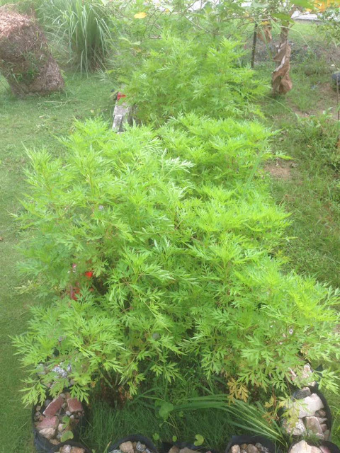 Jom Tanam Sayur ( JTS ) : Meriahnya Ulam RajaJom Tanam Sayur (JTS ...