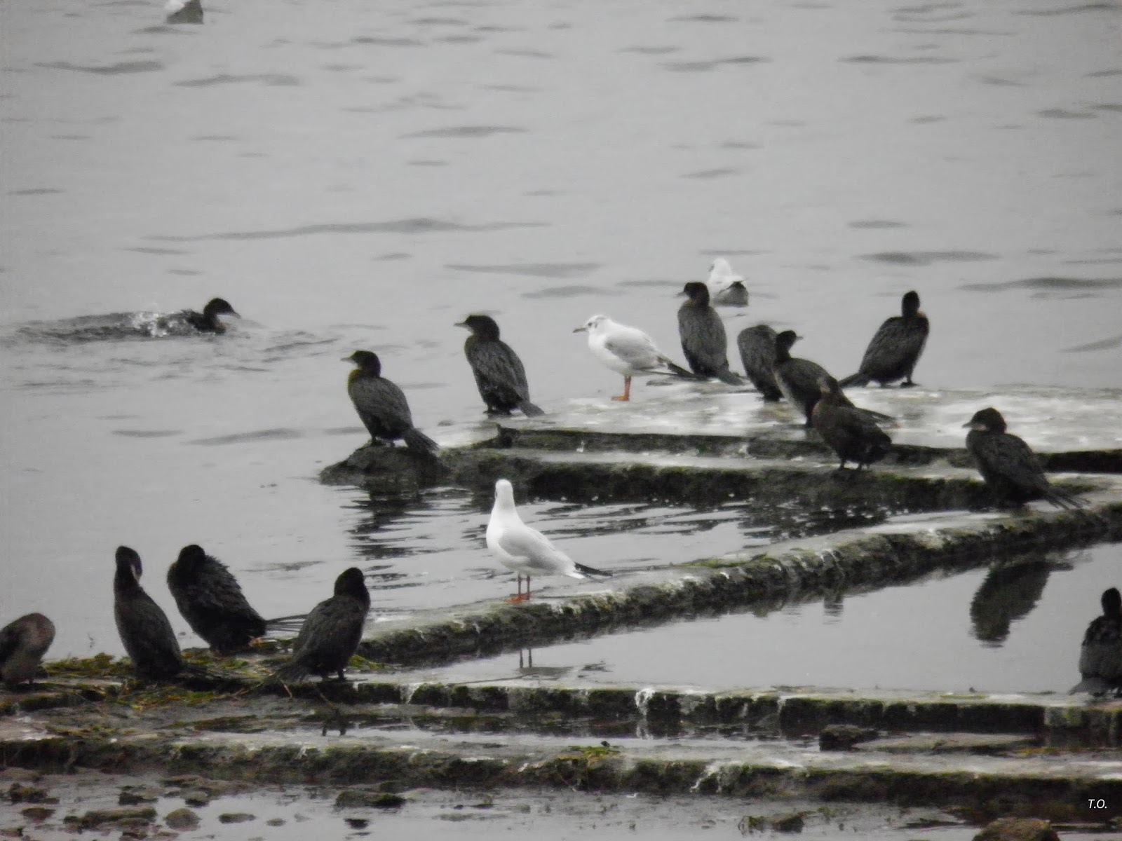 PASARI DIN ROMANIA: CORMORANUL MIC (2), Microcarbo pygmeus