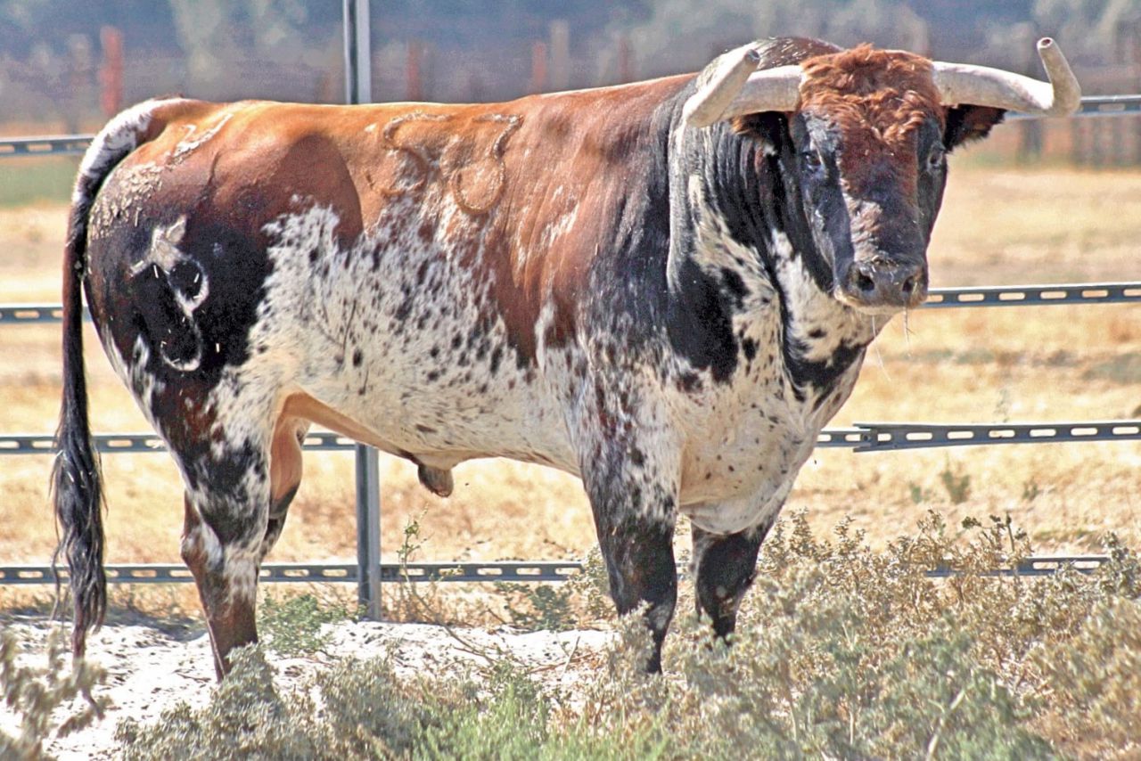 Toreo en Red Hondo: PINTAS DEL TORO DE LIDIA (9): LOS TOROS DE LA ...