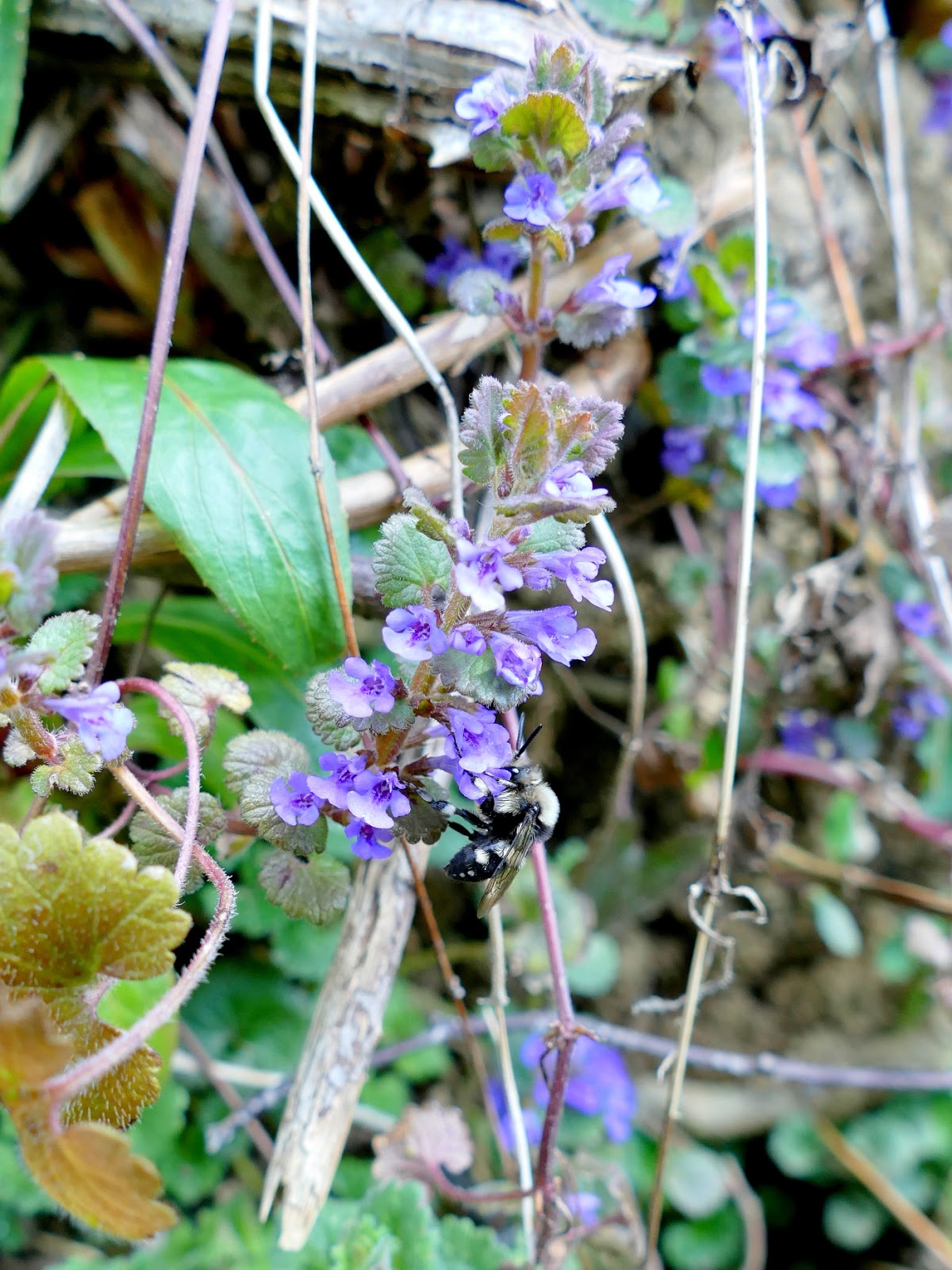 Peter Lovett's ramblings : Solitary bees: Hairy-footed Flower Bee ...
