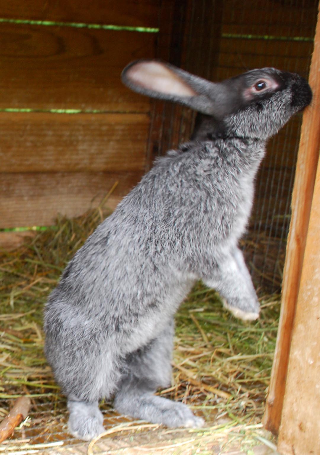 Applegarth Farm: meet the new rabbits