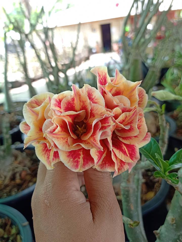 Harga Mencecah Ribuan Ringgit Sepokok, Inilah Bunga Paling Mahal Di ...