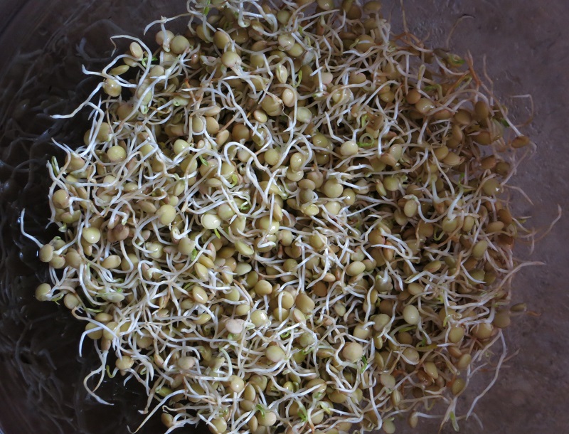 Sizzling Indian Recipes.....: Sprouted Masoor stir fry with Broccoli ...