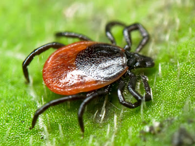 Nipid, kuidas puuke aiast eemale hoida | PUUK & PUUGIINFO