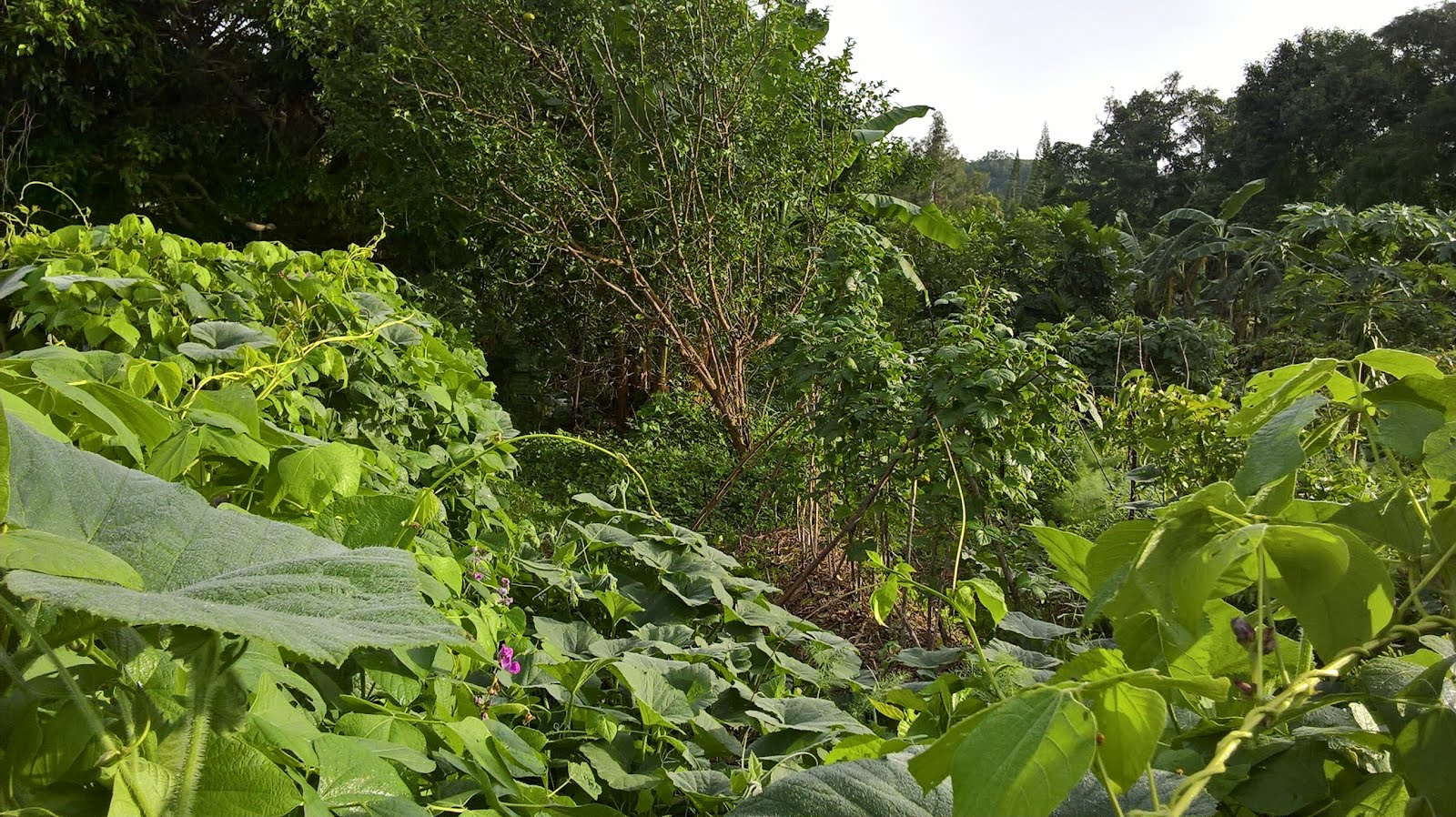 Chez Fred, Potager Bio: banana bell