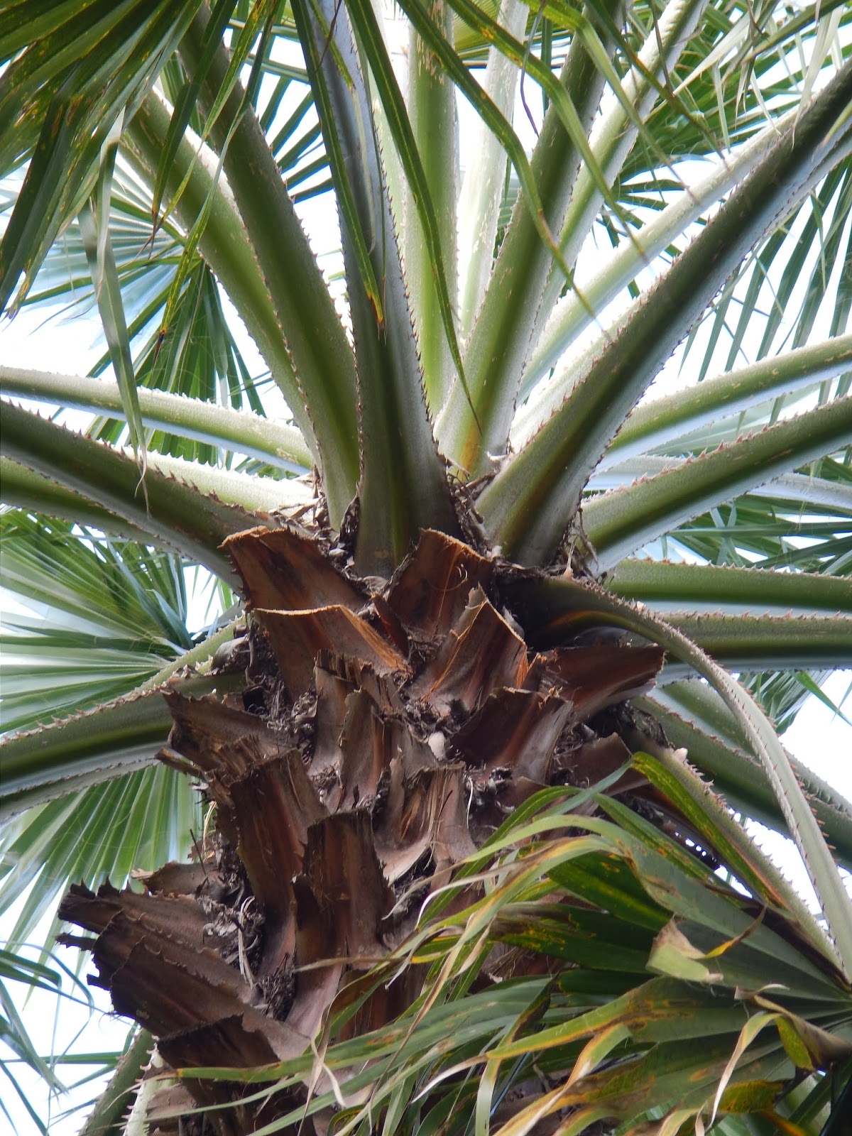 Montreal Green Park: Washington Palm