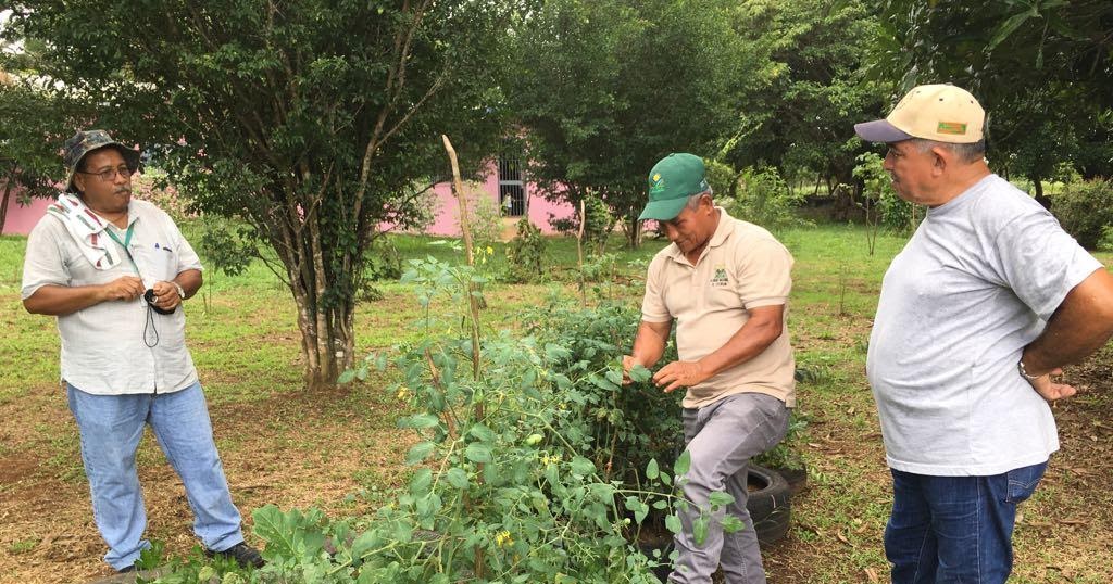 NUTREHOGAR registra buenas cosechas en huerto