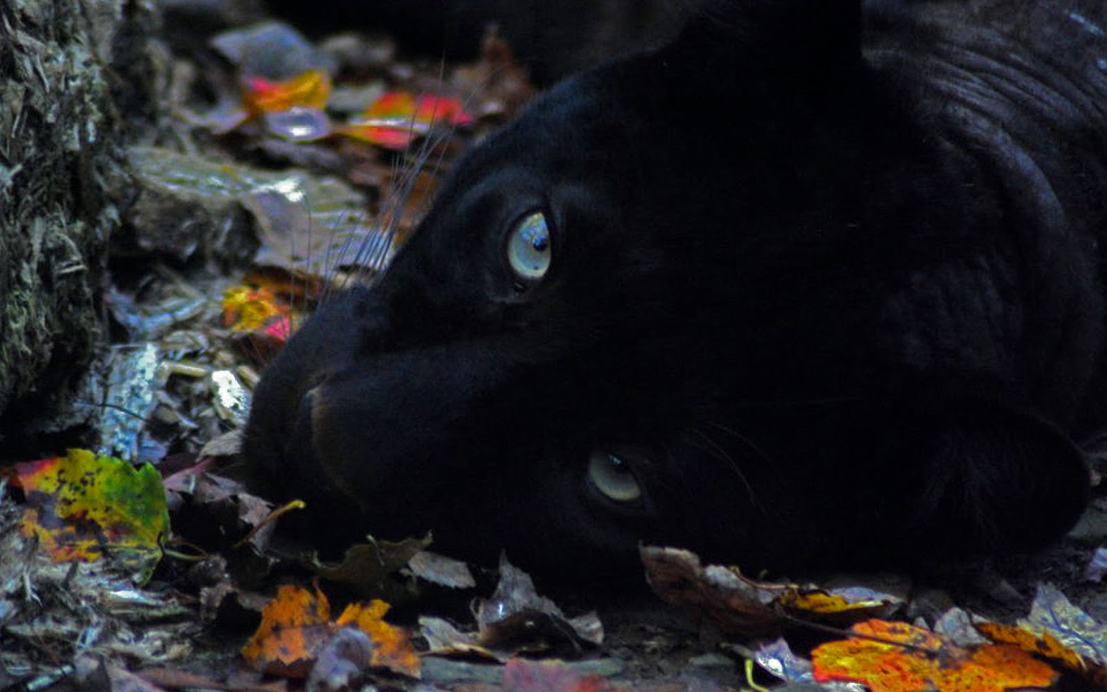 Panther - HD Wallpapers | Earth Blog