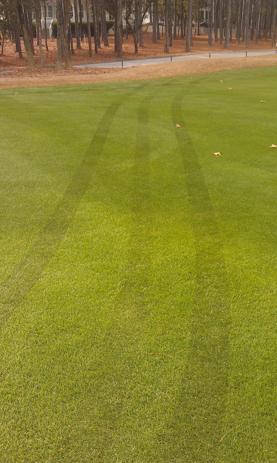 Agronomy @ St. James Plantation: Frost Damage