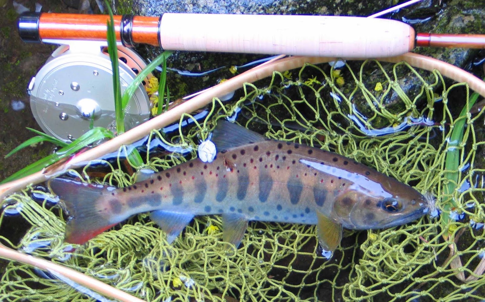 フライロッド探究者: Catskill Style Dry Flies（その5）