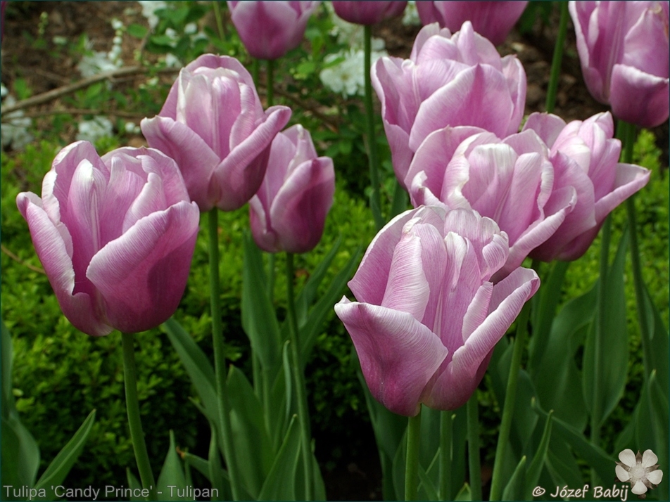 Plant Gallery - Encyklopedia Roślin: Tulipa 'Candy Prince' - Tulipan ...