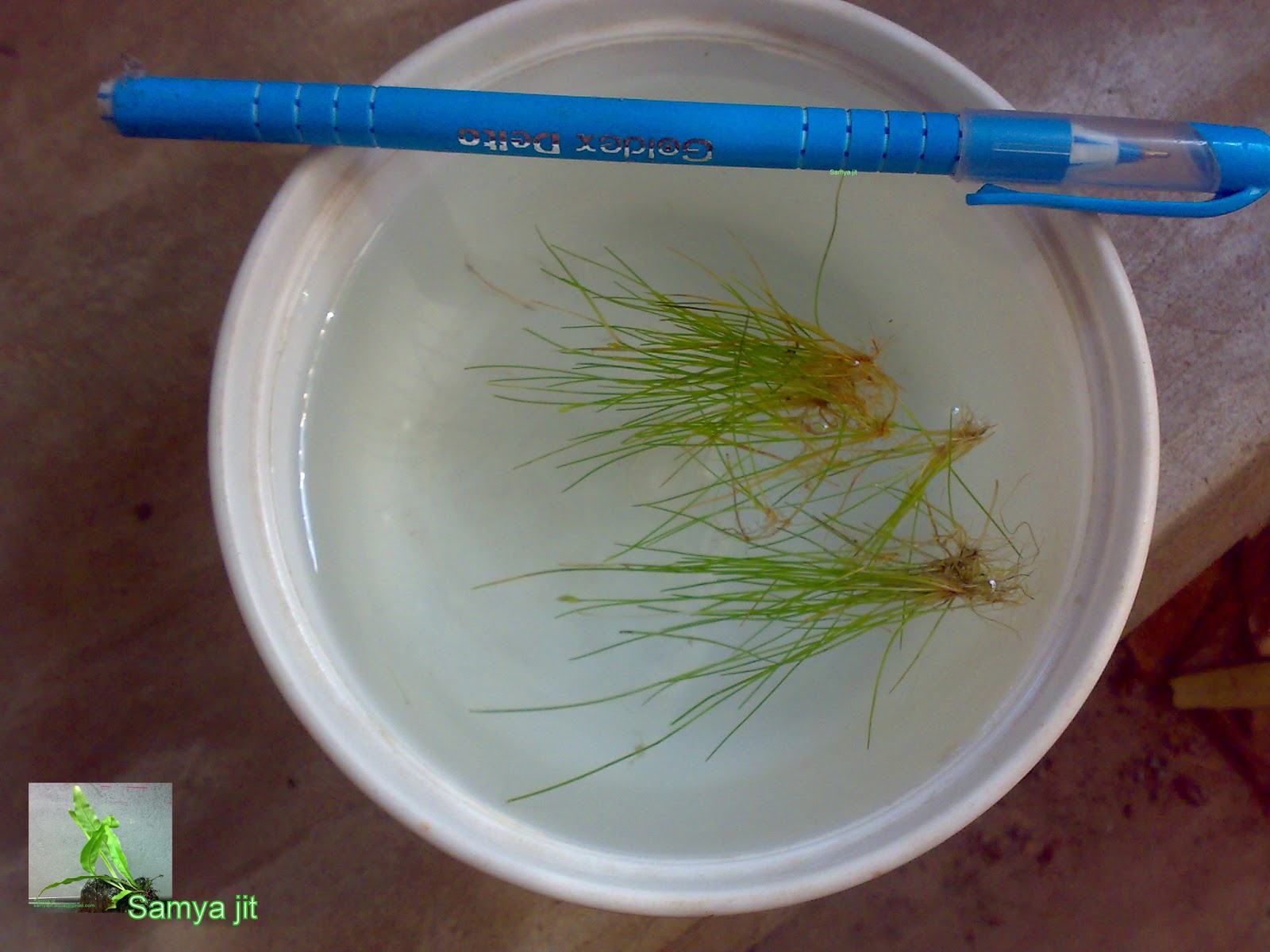 NATIVE AQUATIC: Eleocharis sp(WB)