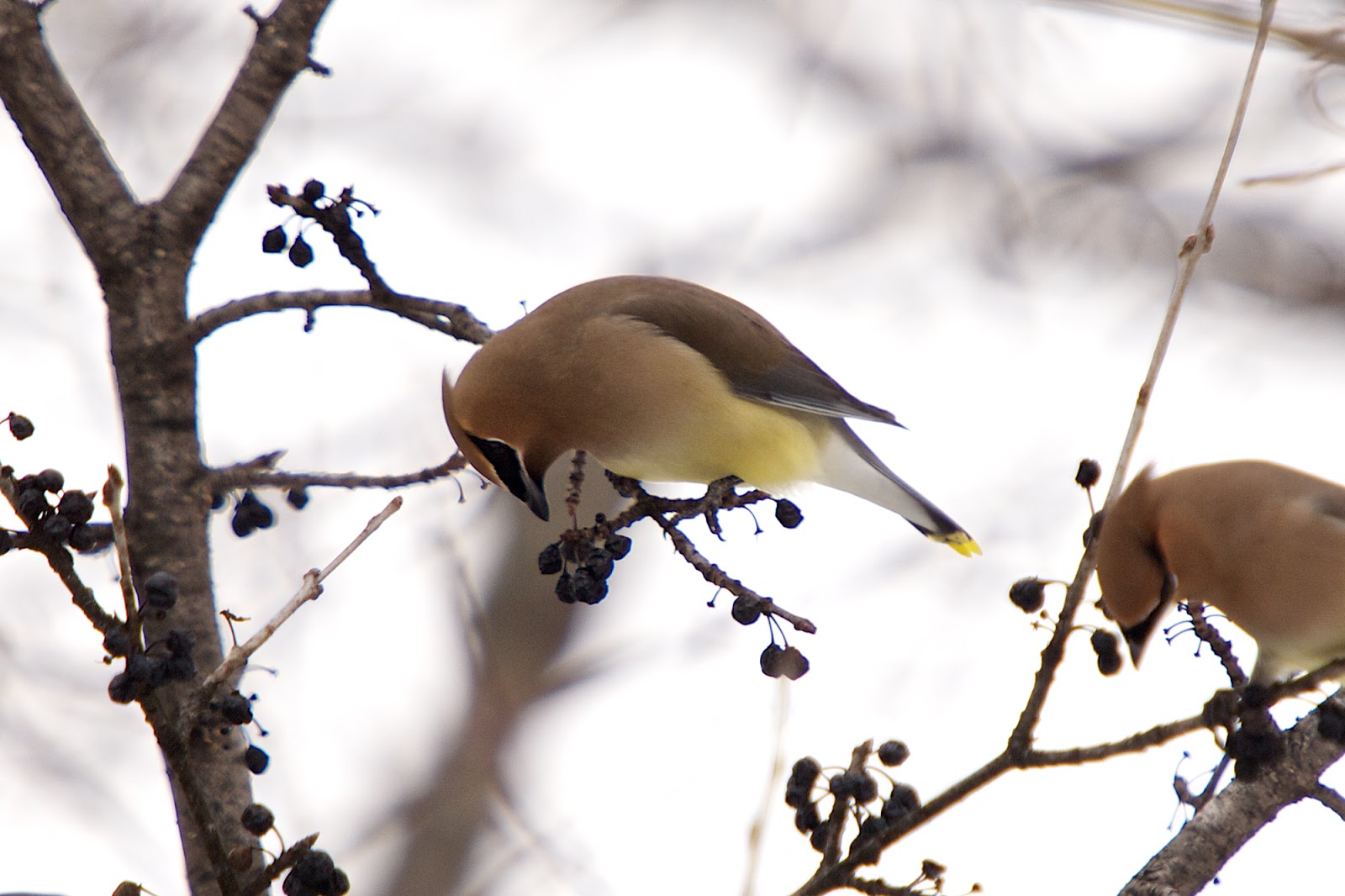 David Marvin Photography - Lansing, Michigan: Cedar Waxwings & Cardinal
