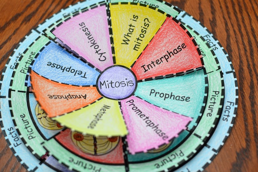 Mitosis vs Meiosis