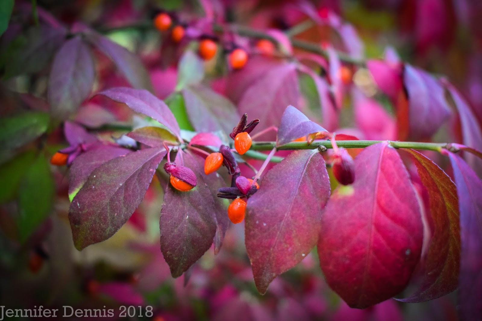 [95+] Lime Glow Japanese Barberry Télécharger | Unique PhotoPNG